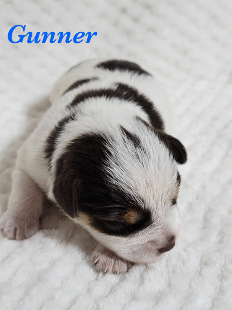 **ADOPTED**Gunner – Liver and Rust Parti Roan – Male – Mini – Savannah ...