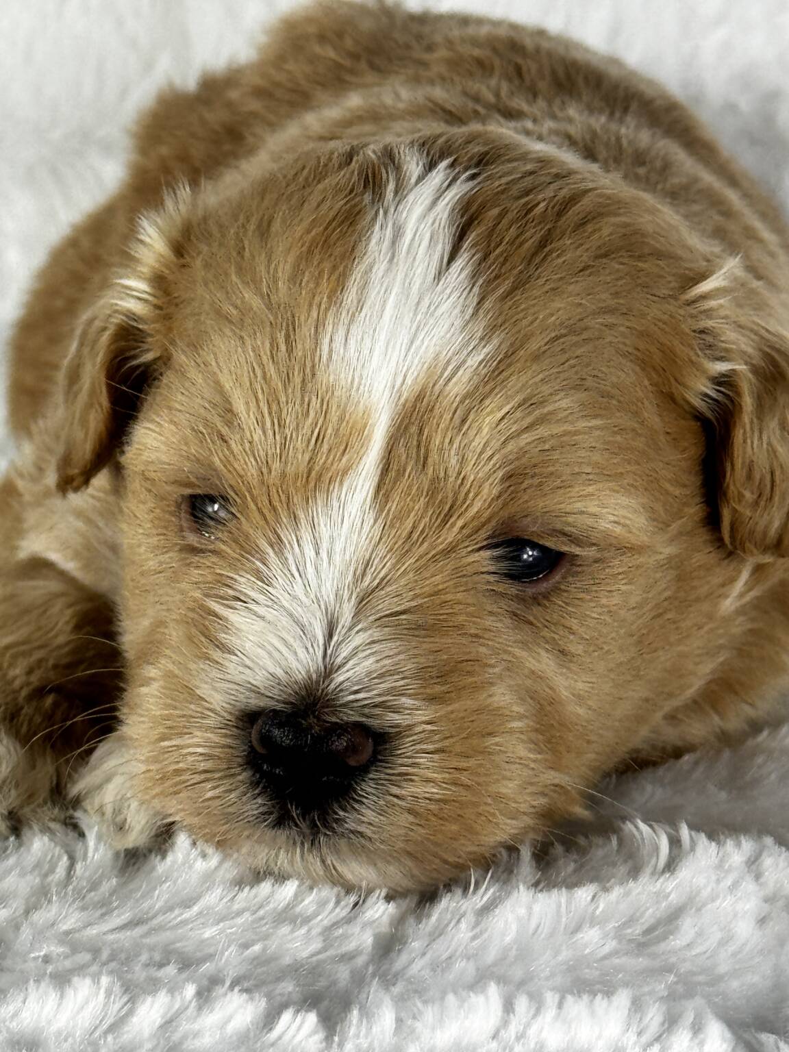 **ADOPTED**Jeffery Red Male Mini Size – Savannah Bluff Schnauzers